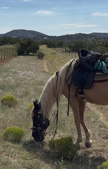 The #1 Killer of Horses Is Colic—But You Can Help Prevent It – Dr. Garber’s