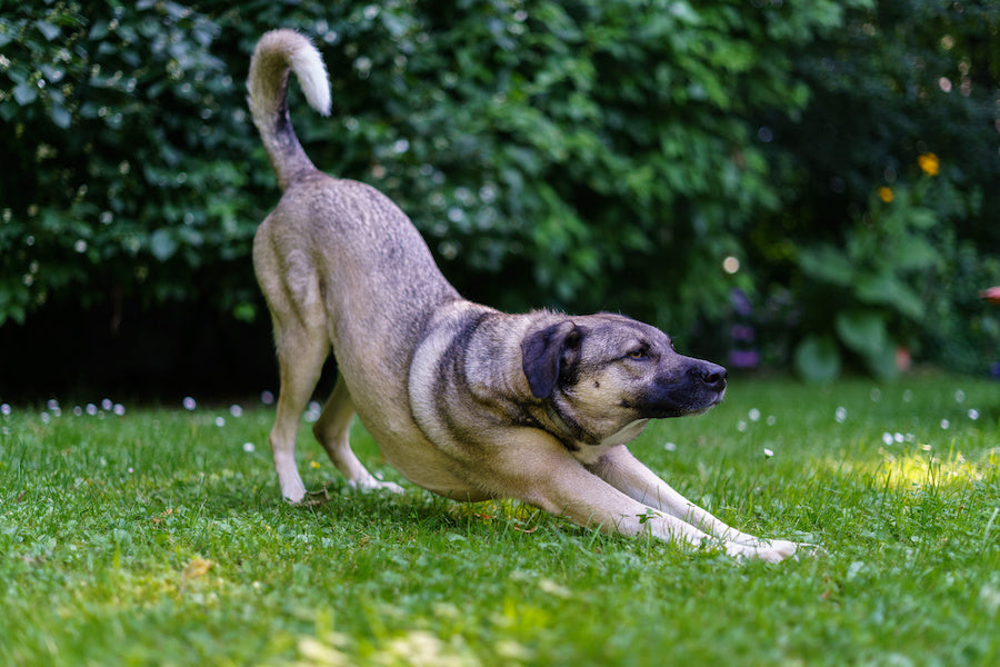 6 Signs Your Dog is In Pain, and How to Help – Dr. Garber’s