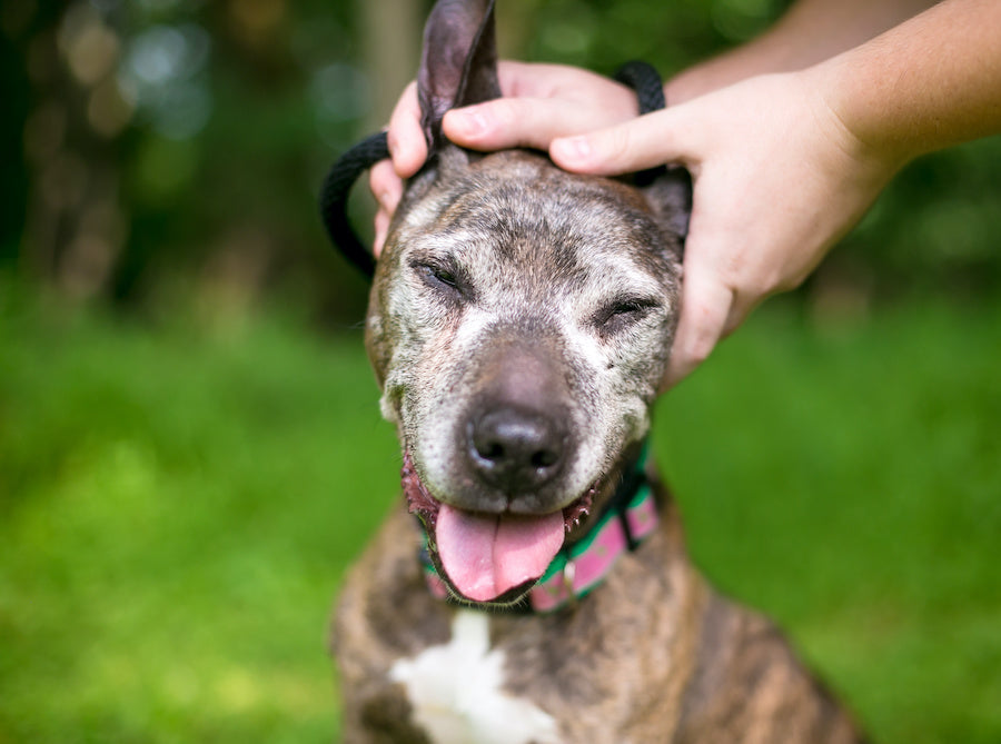 8 Proven Benefits of Massage Therapy for Your Dog – Dr. Garber’s