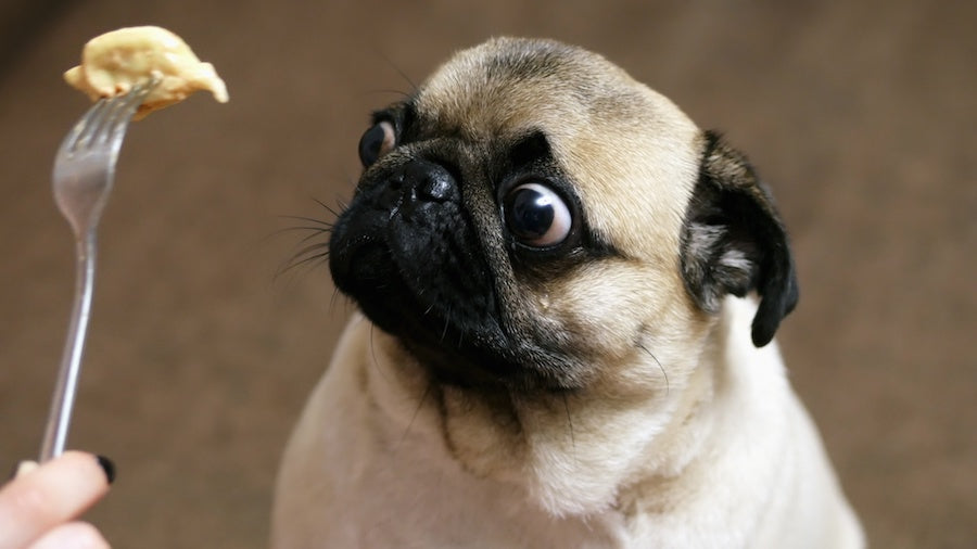 Balanced Dog Nutrition - The Grain-Free Dog Food Debate – Dr. Garber’s