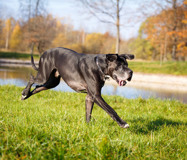 Coping with Hip Dysplasia in Dogs – Dr. Garber’s