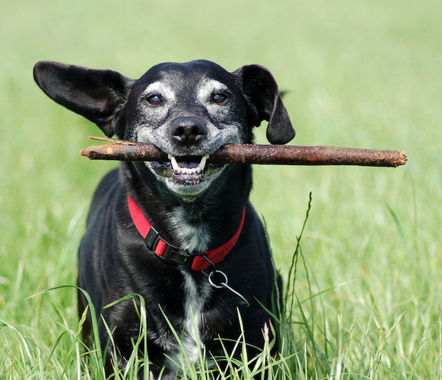 Do All Senior Dogs Get Dementia? – Dr. Garber’s