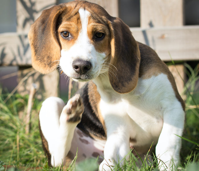 Heal Your Dog's Atopic Dermatitis Holistically – Dr. Garber’s