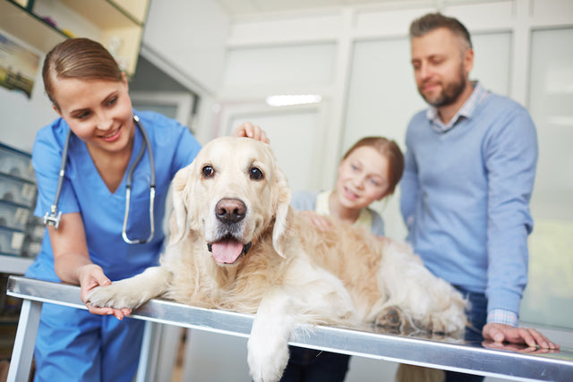 What Animal Chiropractors Do and How to Find One – Dr. Garber’s