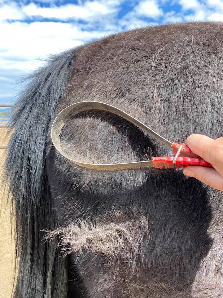 What Equine Shedding Season Tells You About Your Horse’s Health – Dr ...