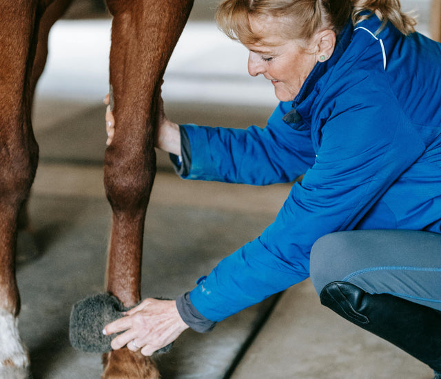 Laminitis in Horses: What Owners Must Know – Dr. Garber’s
