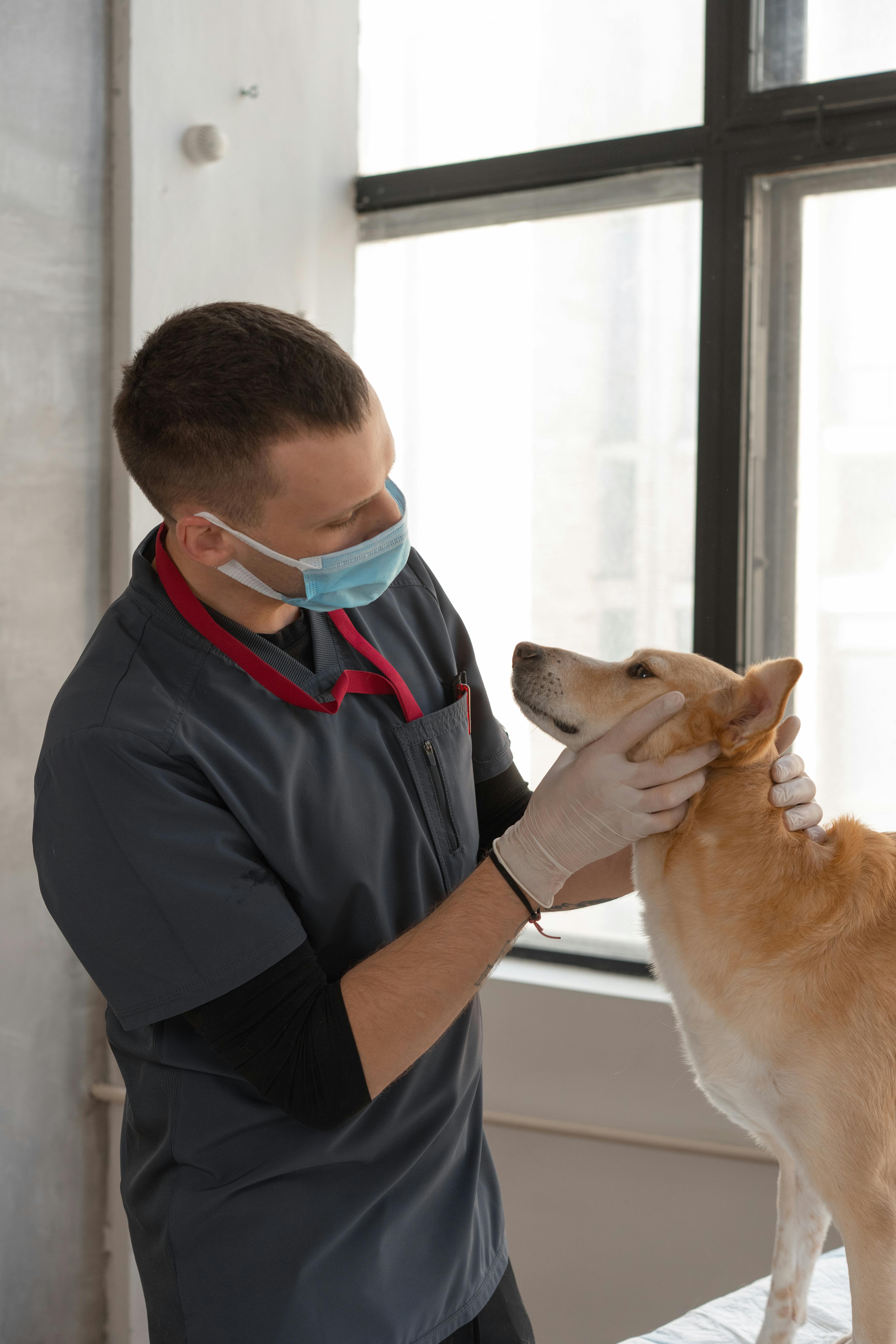 Pet Cancer Awareness Month: What Every Pet Parent Should Know (From a ...
